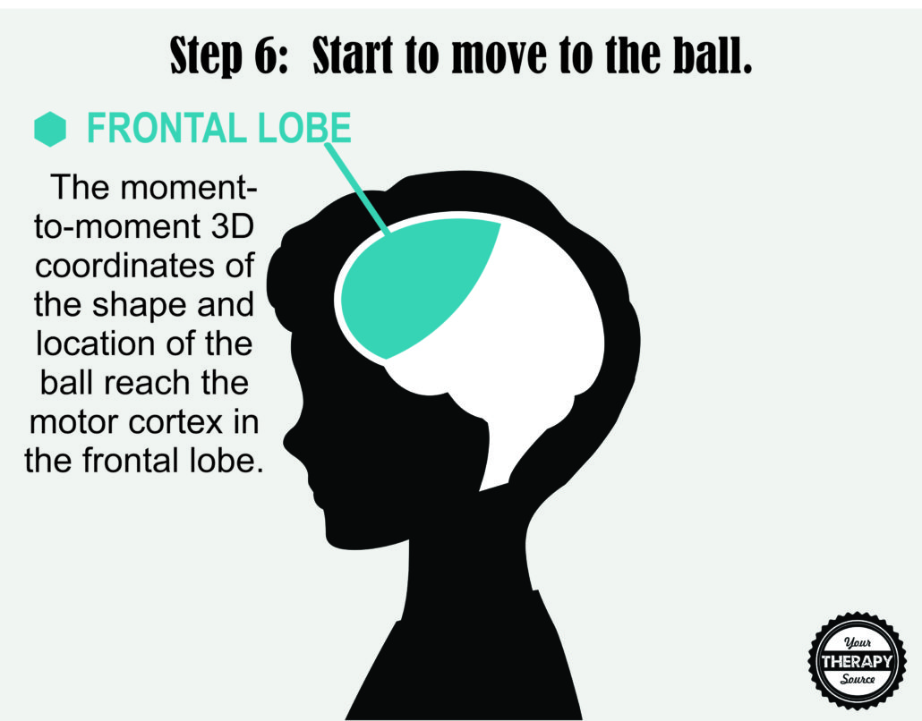 Brain Activation and Ball Skills - Your Therapy Source